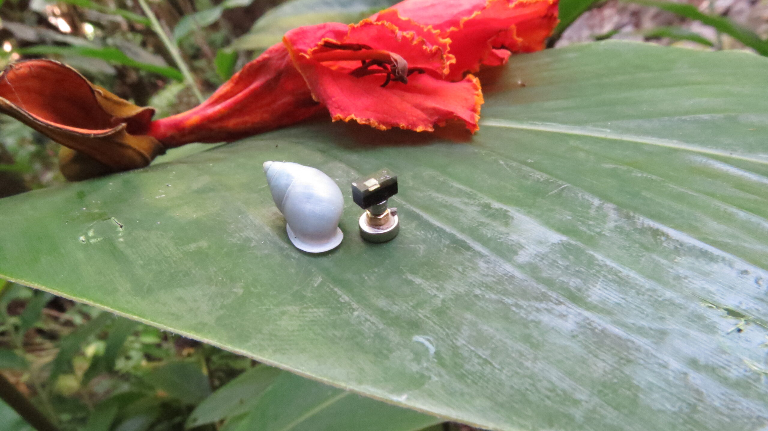 Snails carrying the world’s smallest computer help solve mass ...