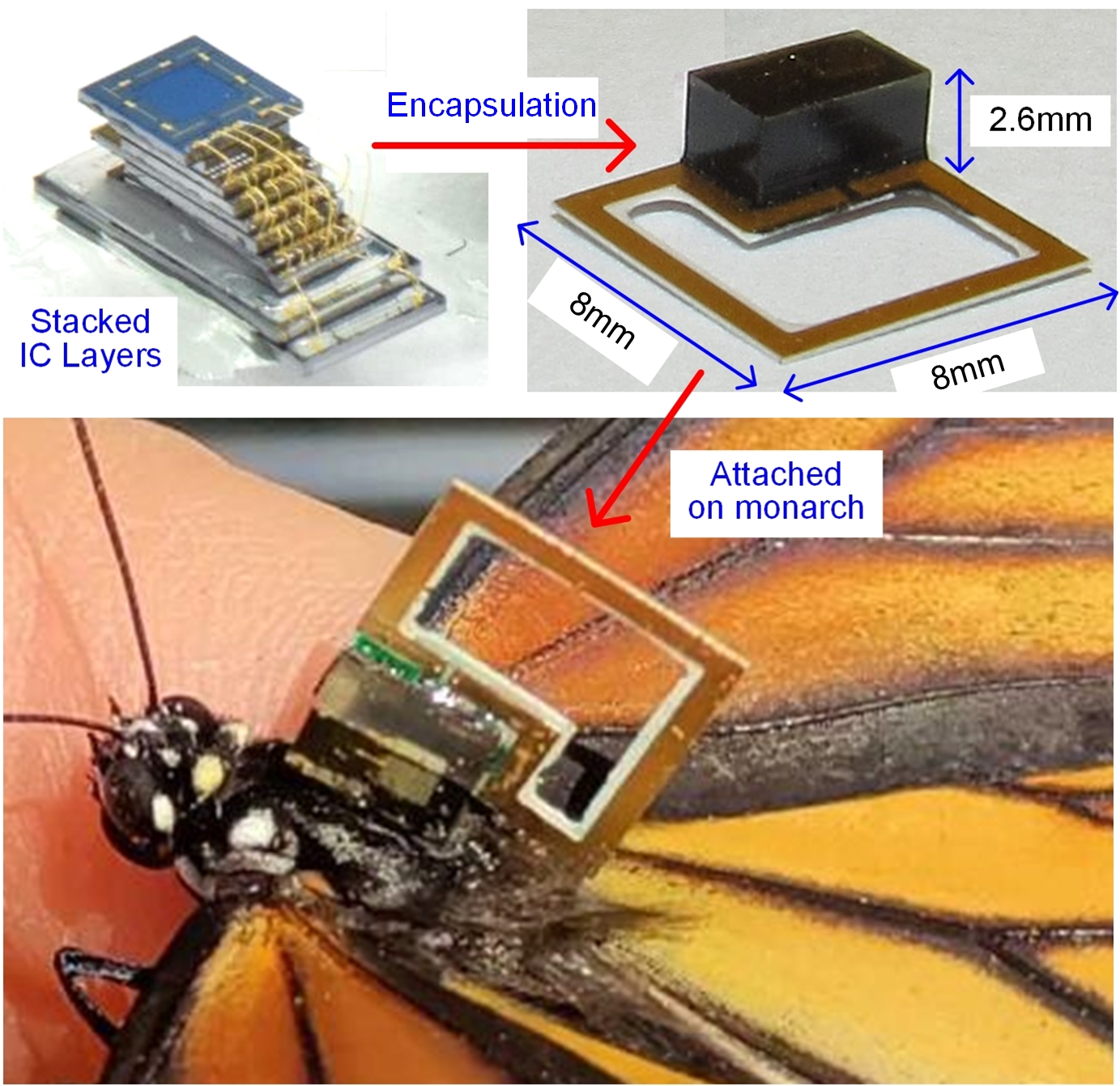 A Mission to Monitor Migrating Monarchs