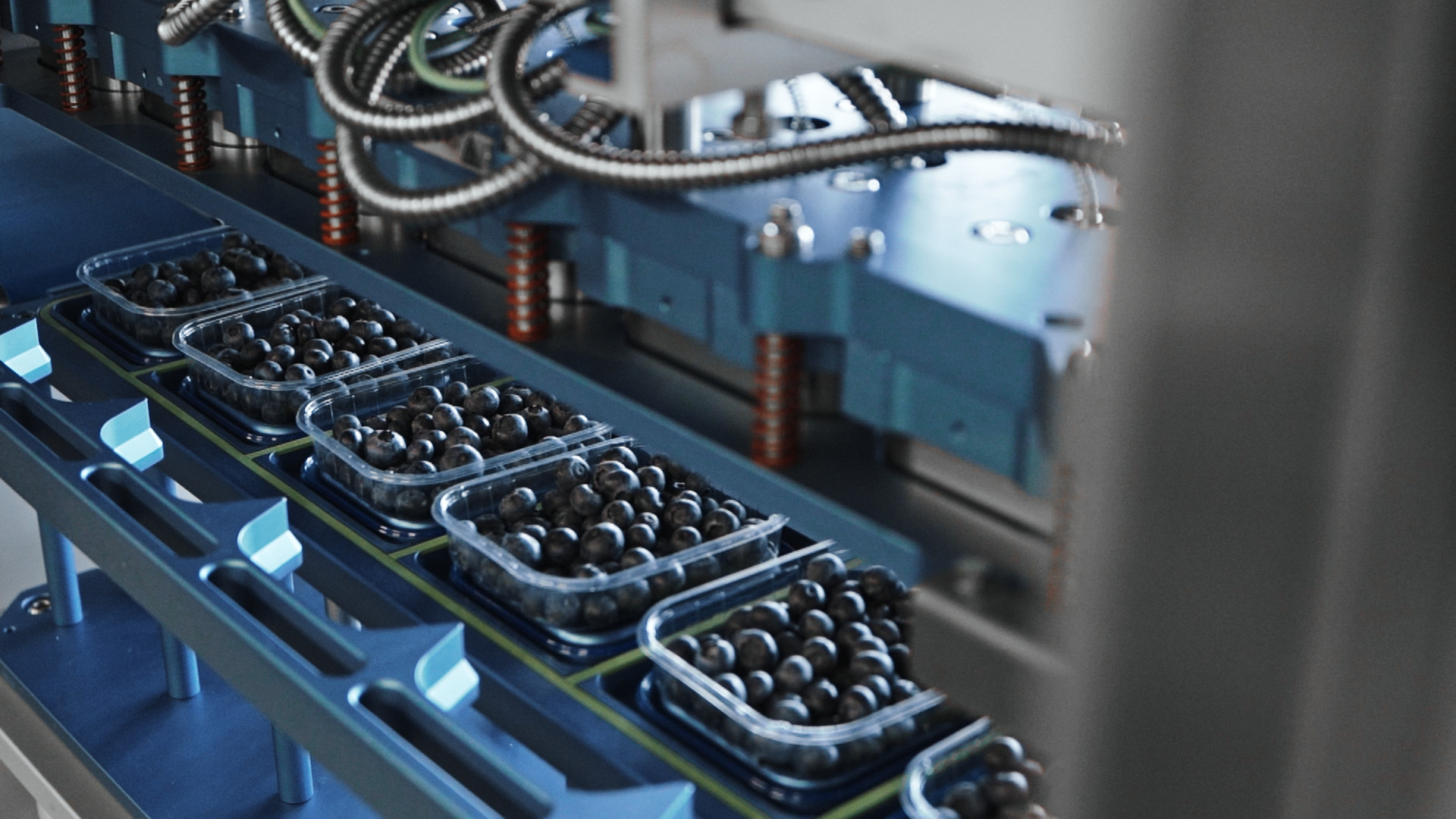 FROM FARM TO FRIDGE: ROMANIAN BLUEBERRIES HIT THE MIDDLE EAST WITH DP ...