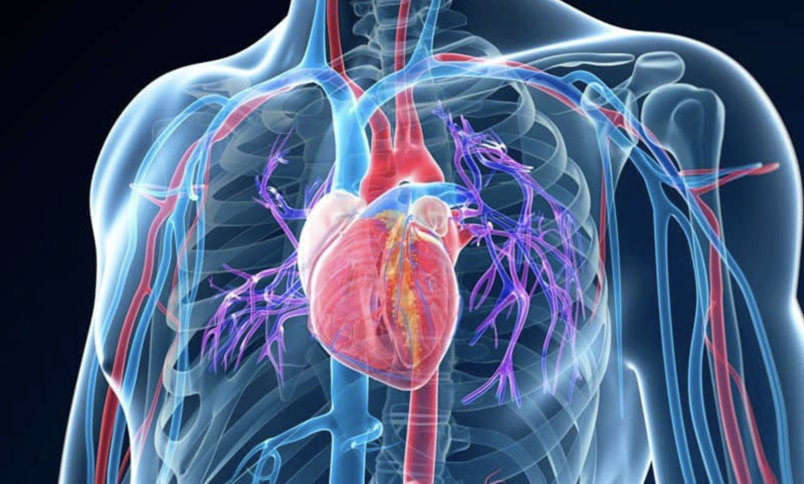 Coronary Calcium Scores Effective in Predicting Risk of Heart Attack ...