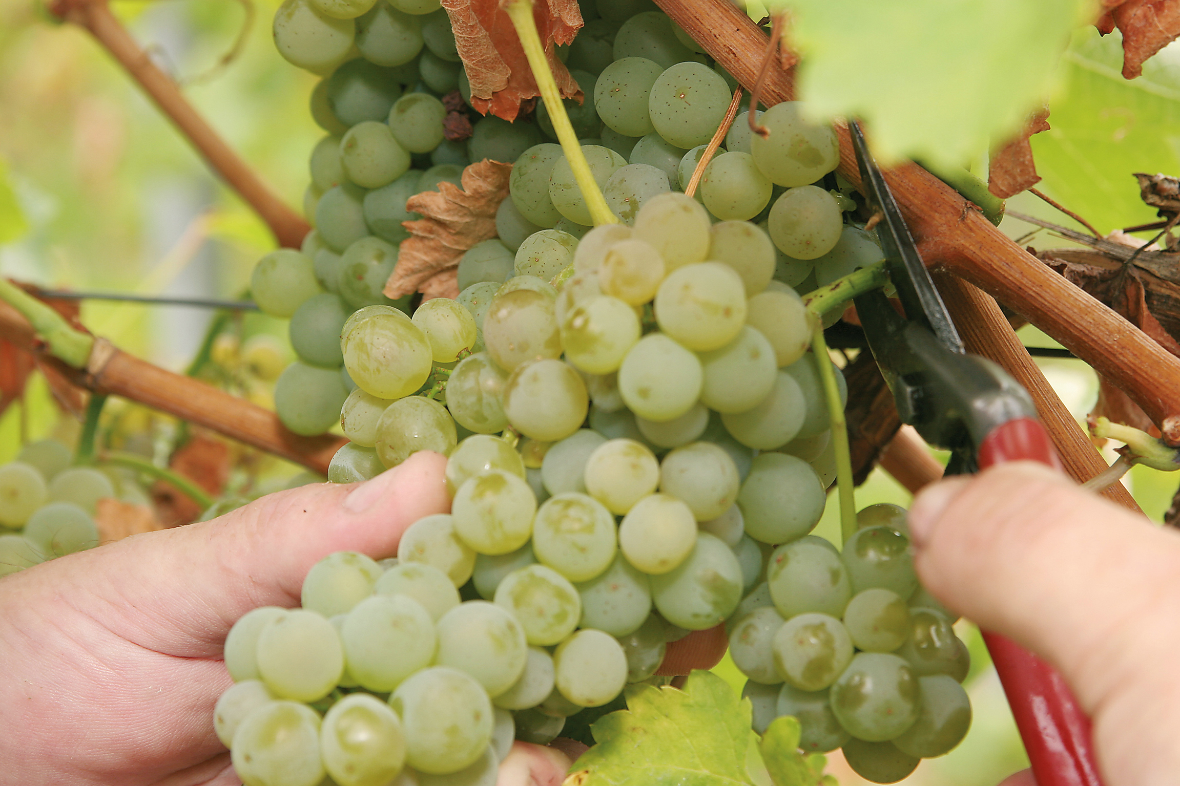 Bayer to expand partnership with M2i Group to distribute pheromone-based biological crop ...