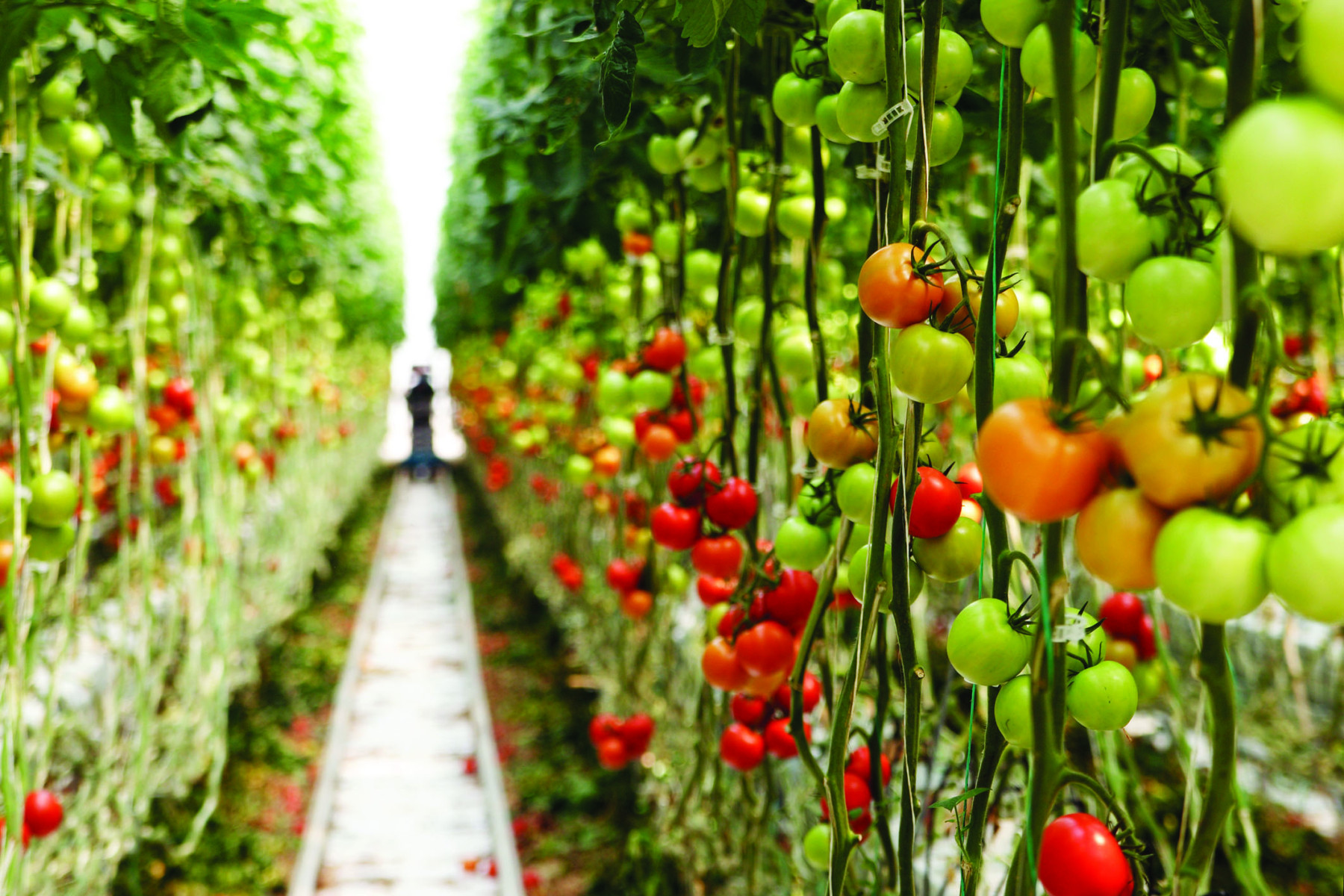 Bayer, Orbia Netafim expand collaboration to advance digital farming ...