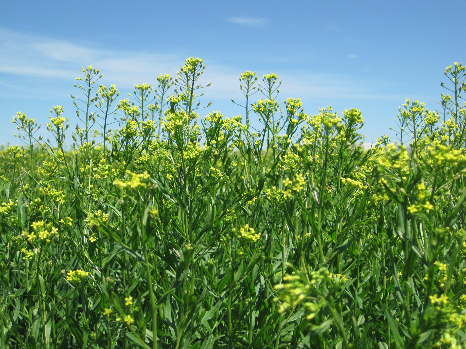 Bayer Acquires Camelina Assets from Smart Earth Camelina Corp. to ...