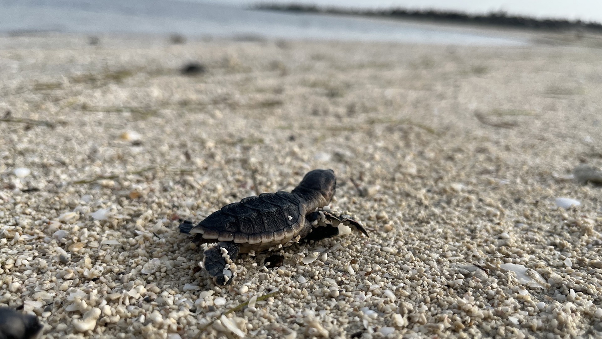 Hawksbill turtles hatch at EGA Al Taweelah beach