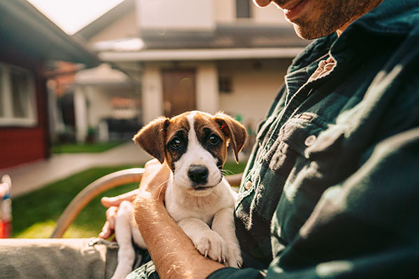 How technology makes it easier to claim your pet's medical bill