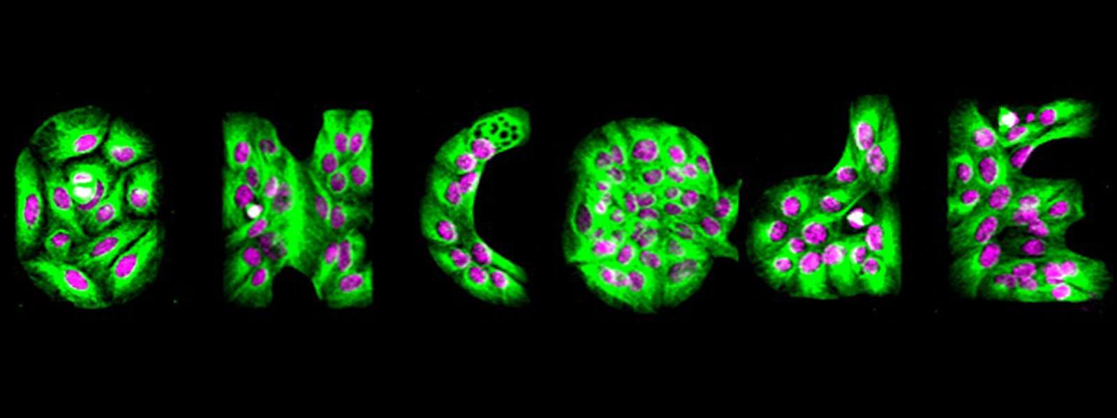Oncode Institute krijgt vervolg van KWF
