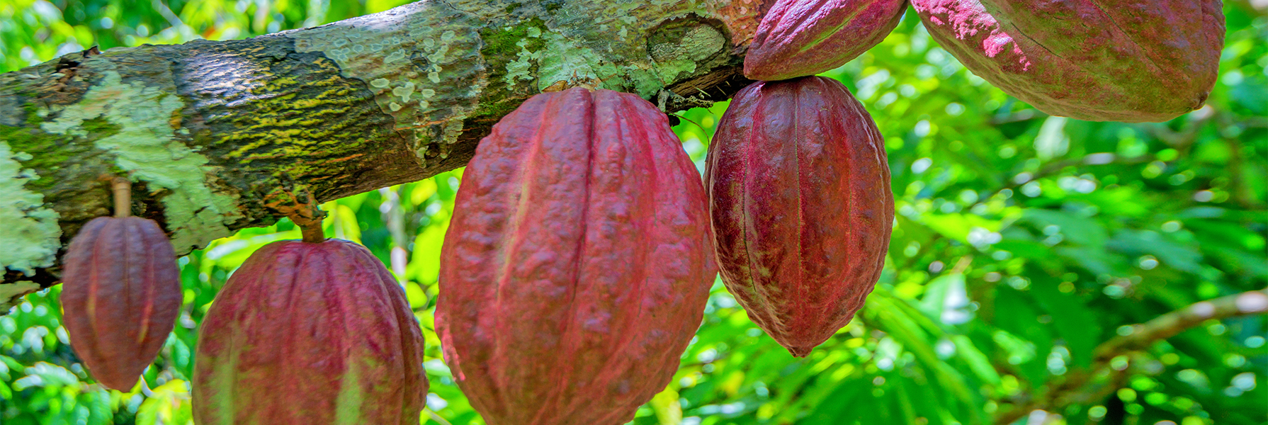 The health benefits of raw cacao