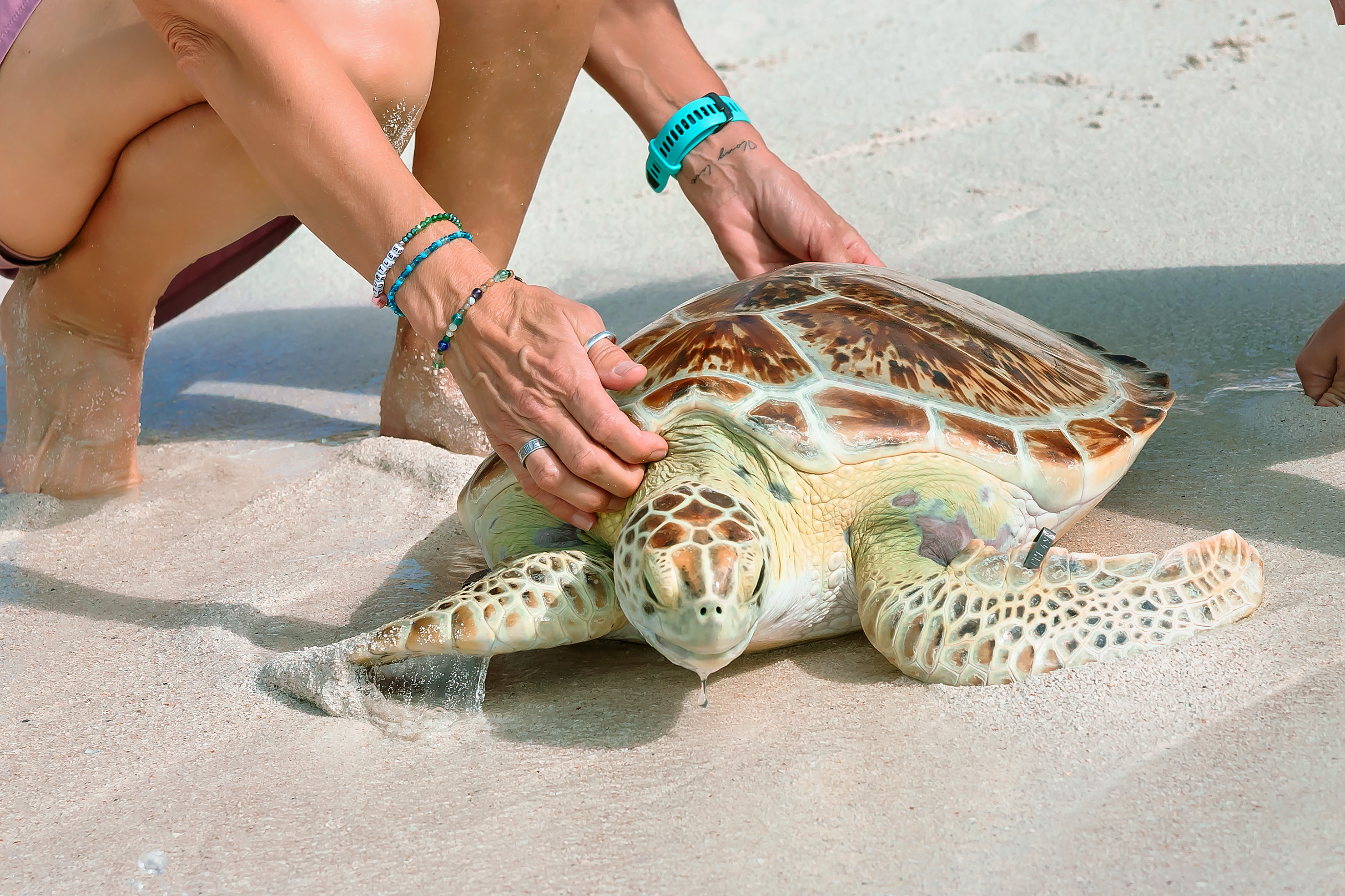 Earth Day Sea Turtle Release Draws Hundreds to Florida Keys Beach