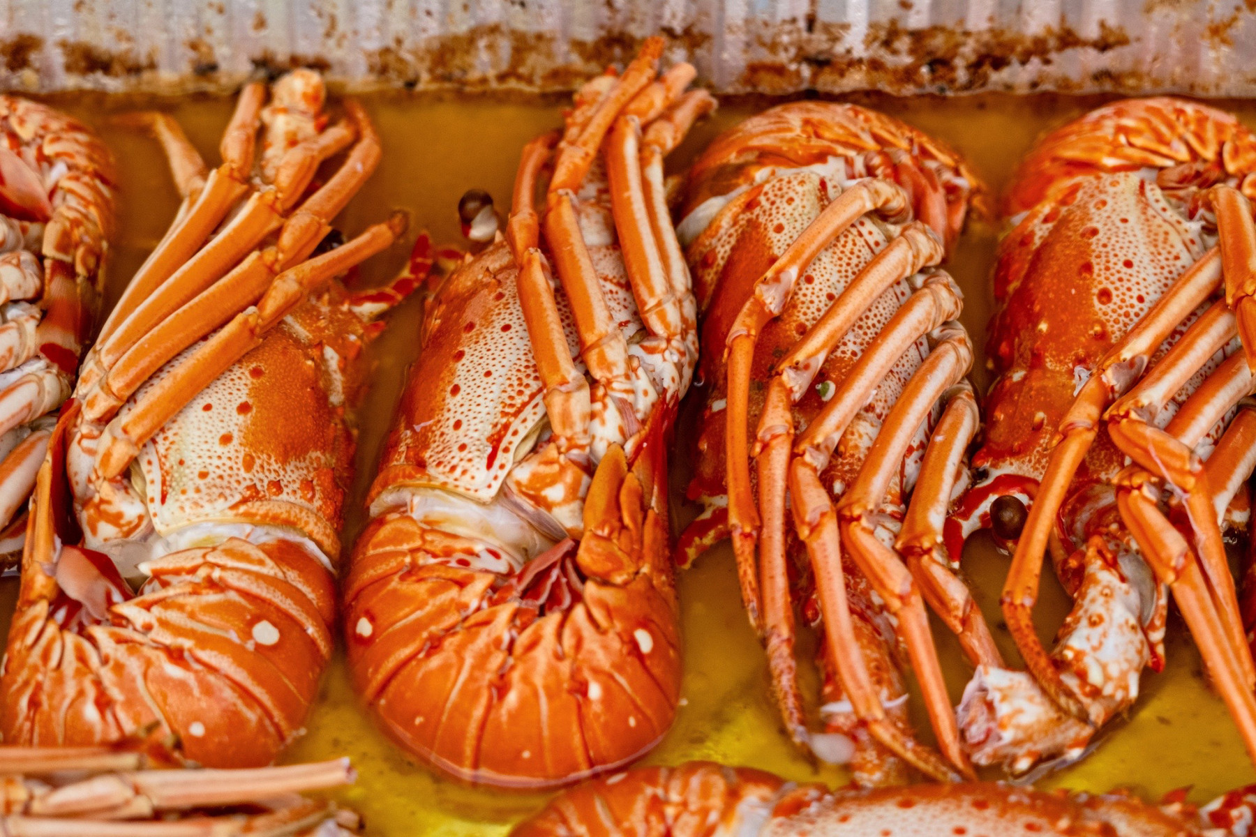 Key West Lobster Best Celebrates Your Favorite Coastal Crustacean