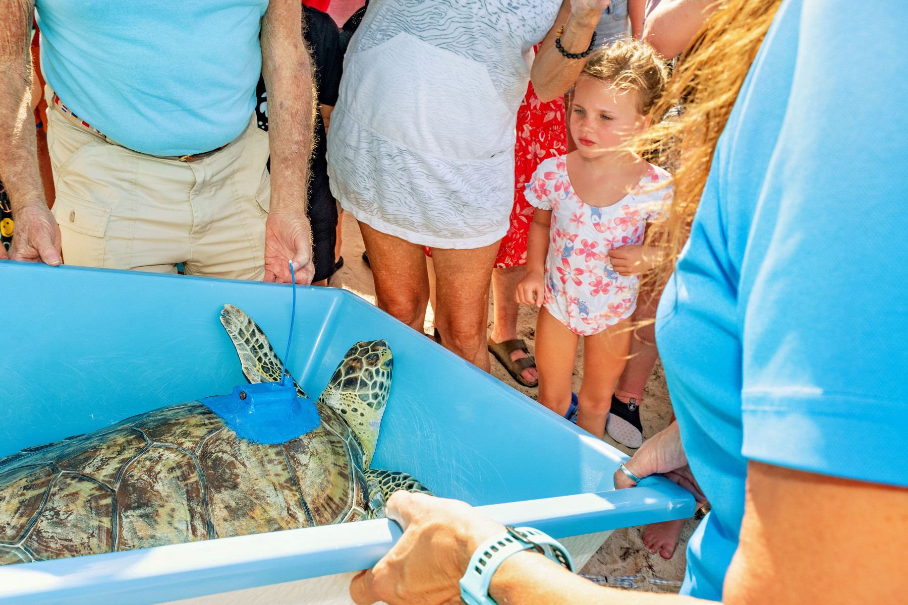 Tour de Turtles Race in the Florida Keys Allows the Public to Track ...