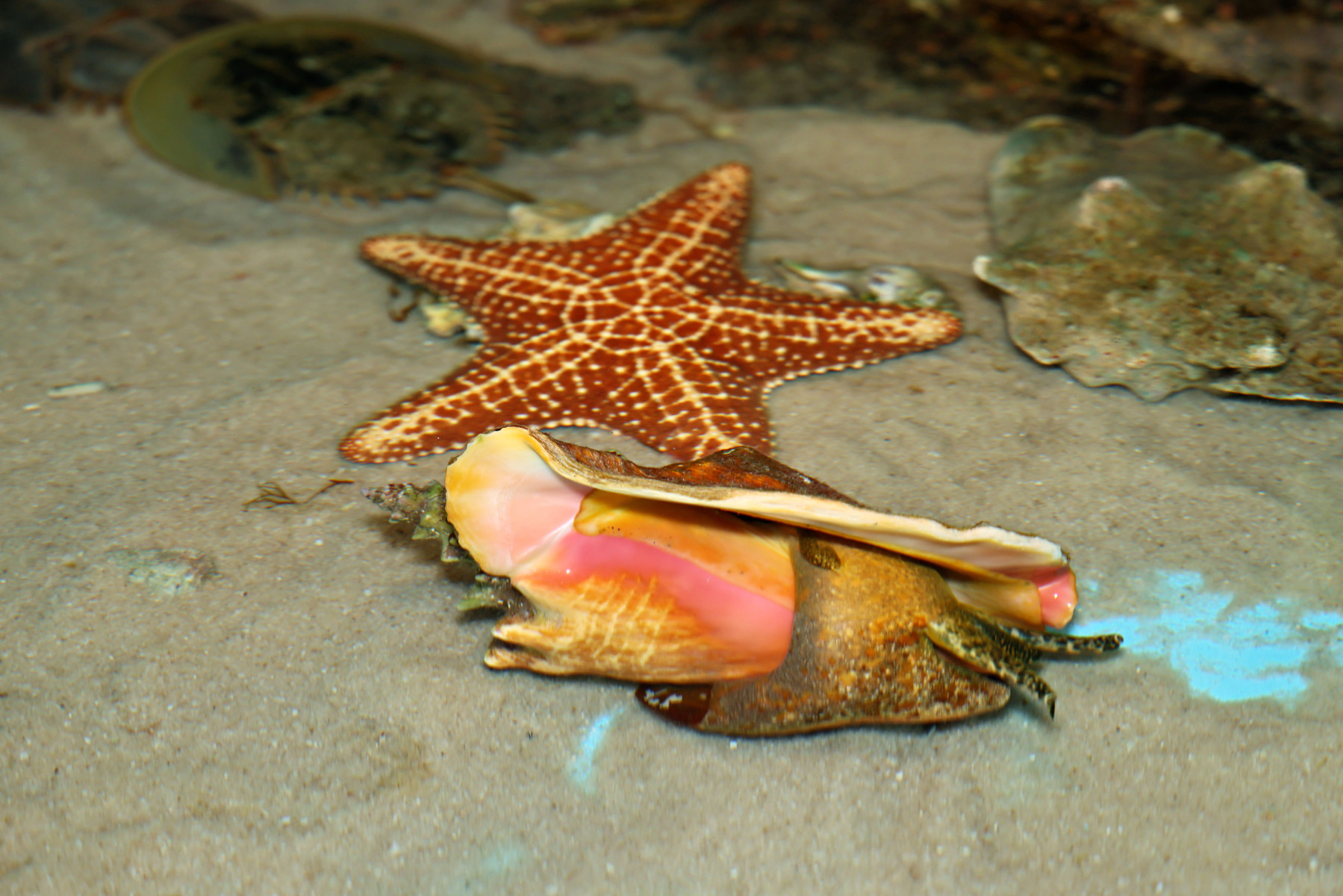 Forget the Groundhog. In the Florida Keys, A Queen Conch Predicts Six ...
