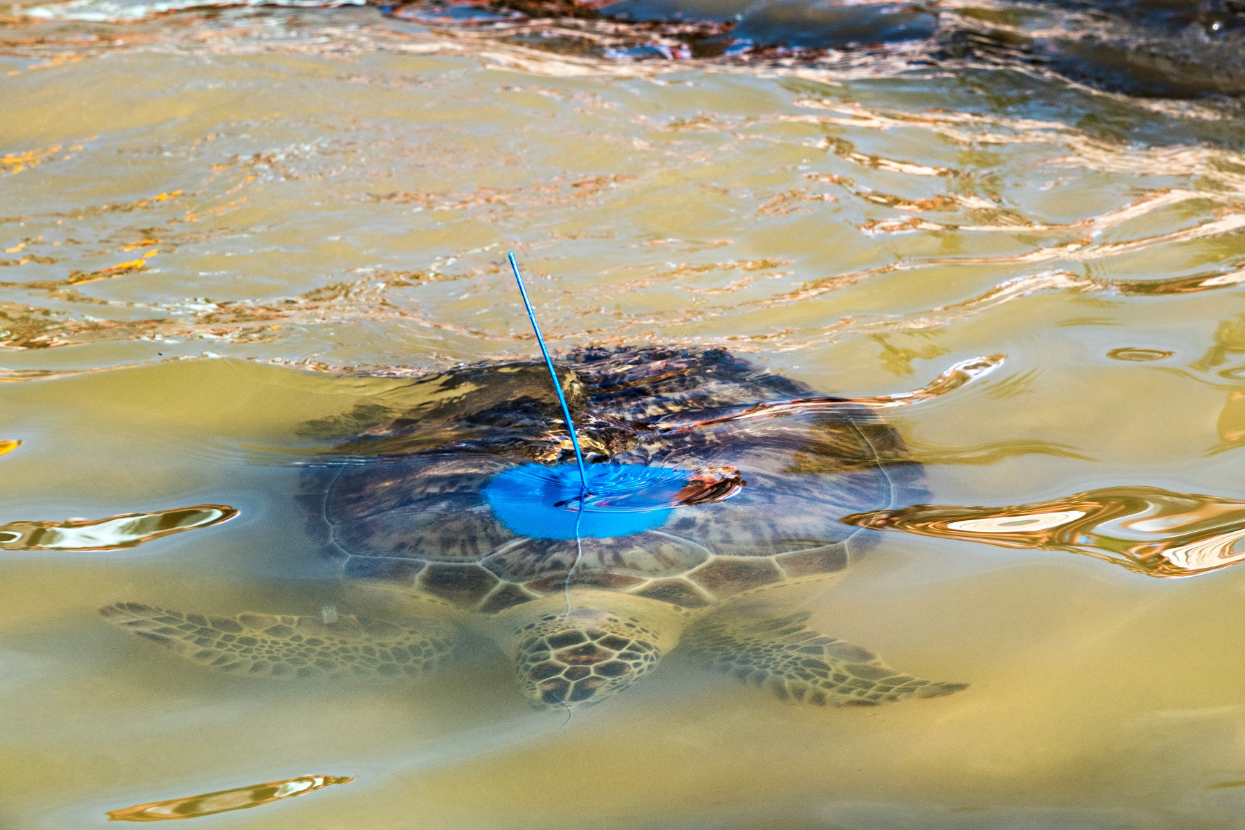 Tour de Turtles Race in the Florida Keys Allows the Public to Track ...