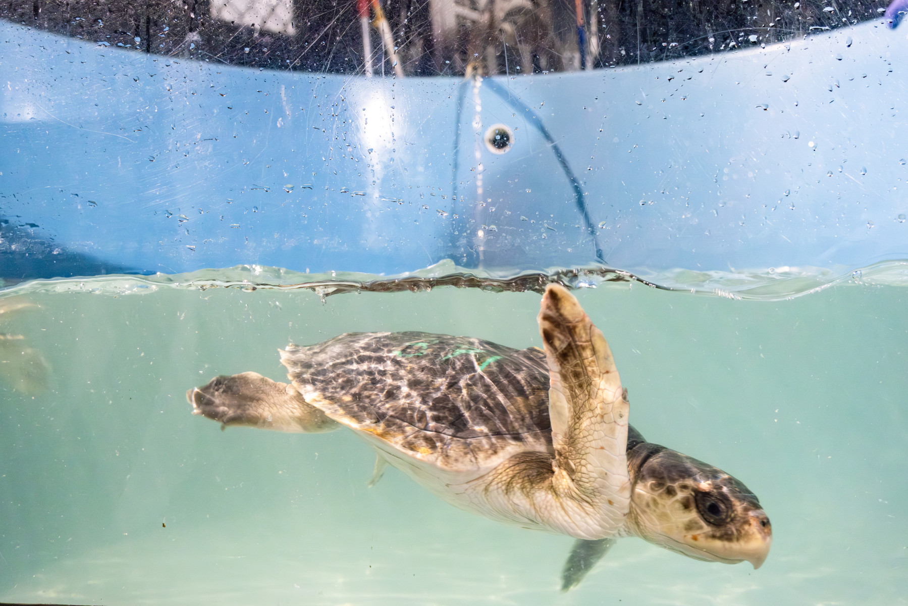 A Warm Welcome: 'Cold-Stunned' Turtles Warming Up at Florida Keys ...