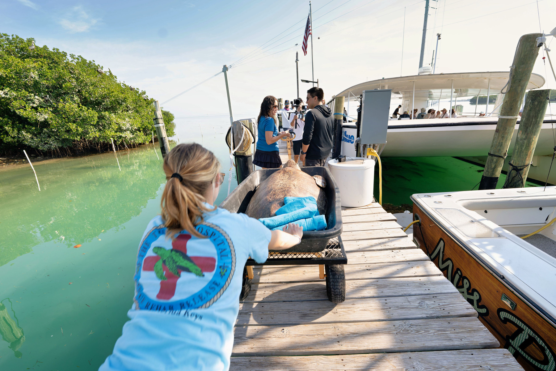 Giant Loggerhead Sea Turtle Rescued and Released Off the Florida Keys