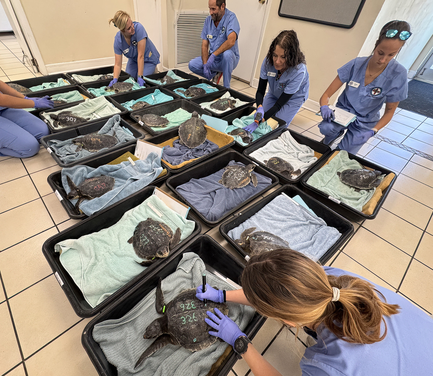 'Cold-Stunned' Turtles Warming Up at Florida Keys Turtle Hospital