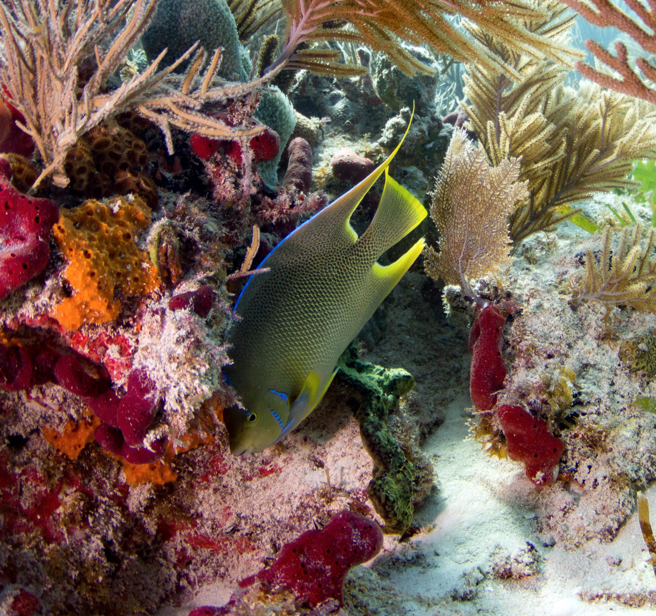 “Destination Dive” Enters Fourth Season with New Episodes on Discovery ...