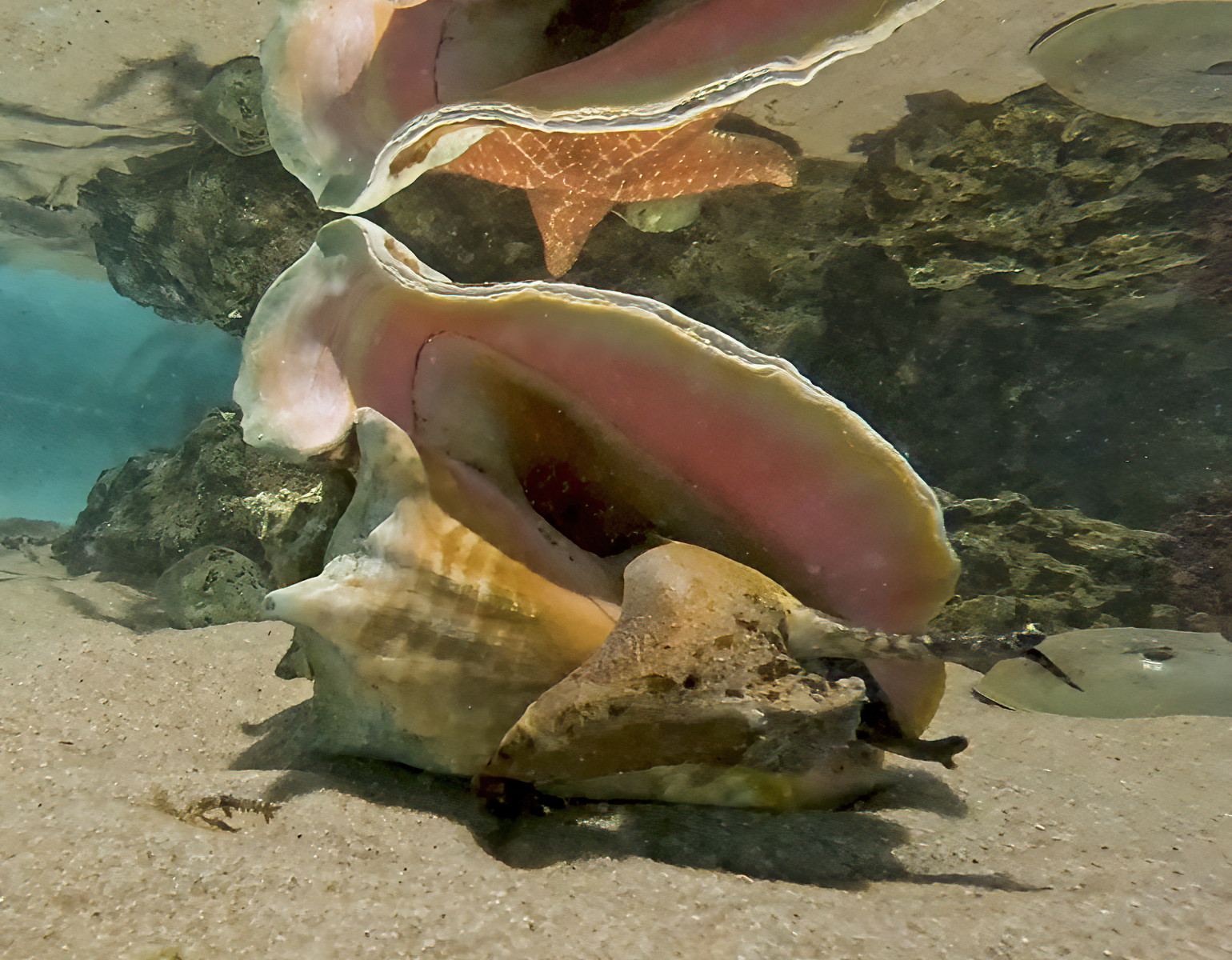 Florida Keys ‘Groundhog’ Conch Sees Its Shadow