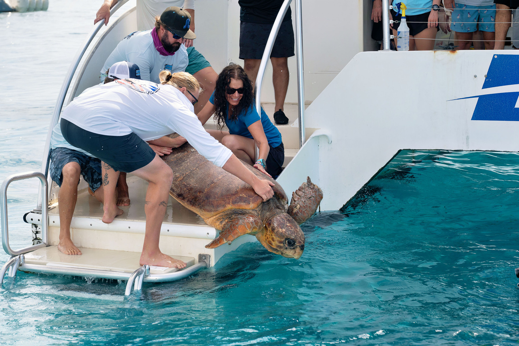 Giant Loggerhead Sea Turtle Rescued and Released Off the Florida Keys