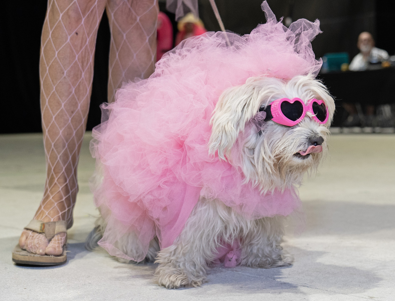 Fantasy Fest Pet Masquerade to Star ‘Party Animals’ Oct. 25