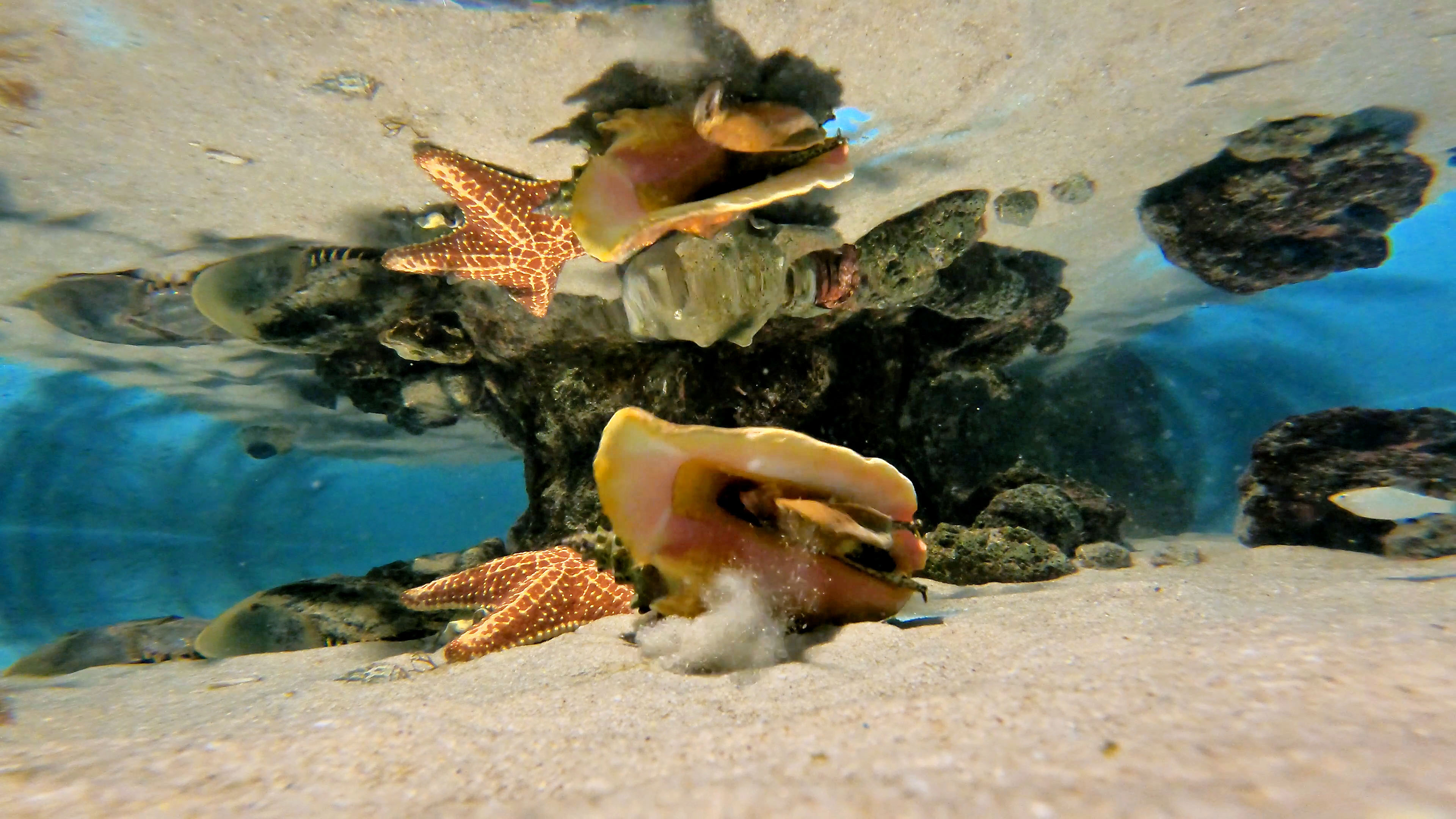 Forget the Groundhog. In the Florida Keys, A Queen Conch Predicts Six ...