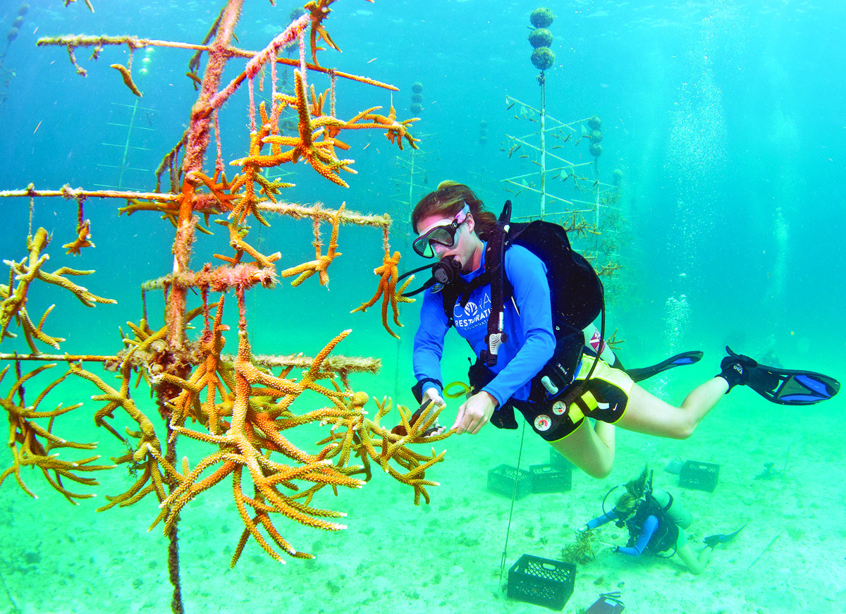 Coralpalooza to Combine Diving in Two Keys Regions and Land-Based Fun