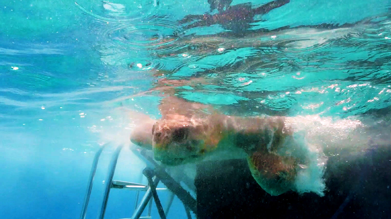 Giant Loggerhead Sea Turtle Rescued and Released Off the Florida Keys