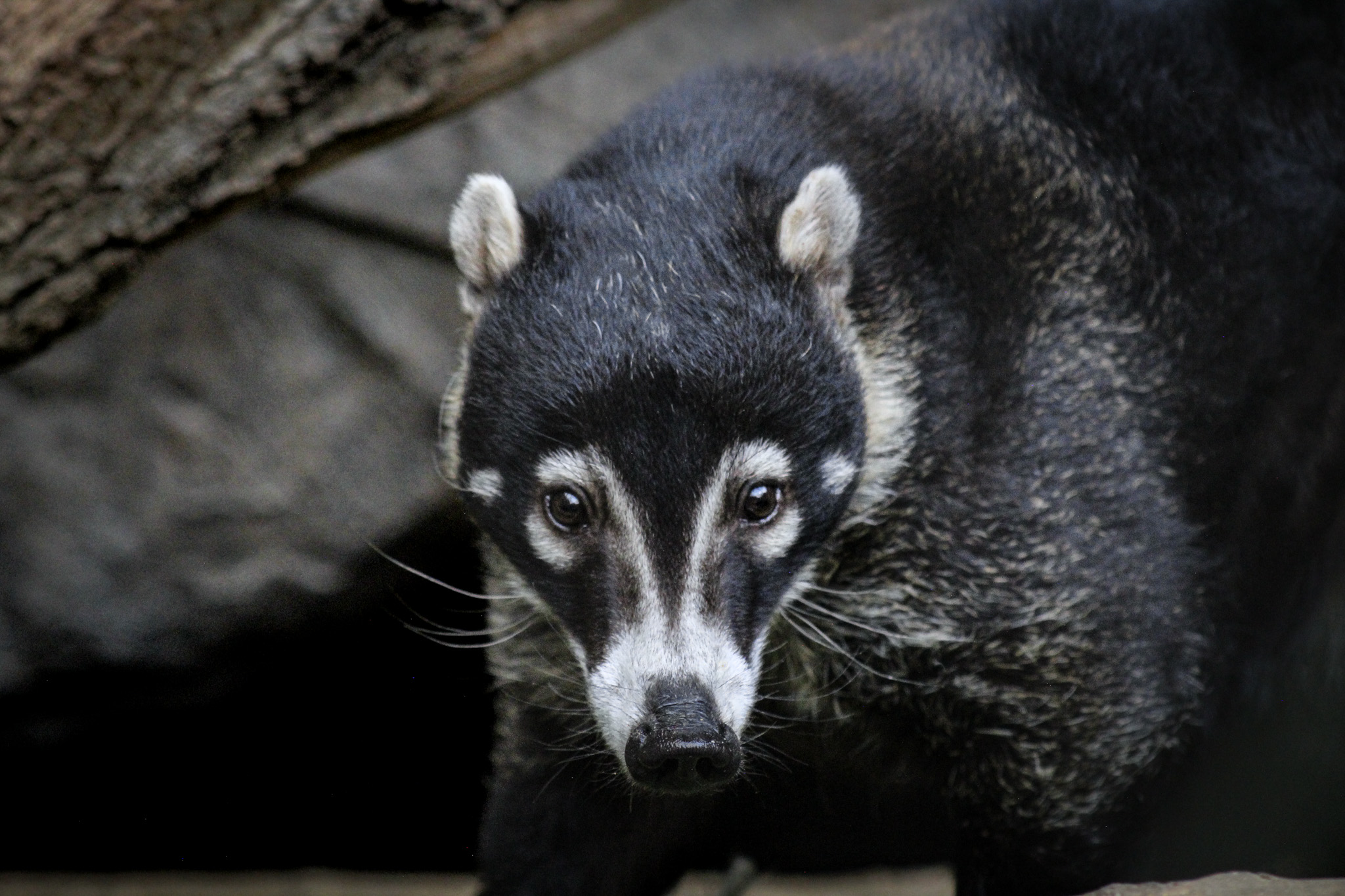 Air Canada Cargo Transports Confiscated White-Nosed Coati to Permanent ...