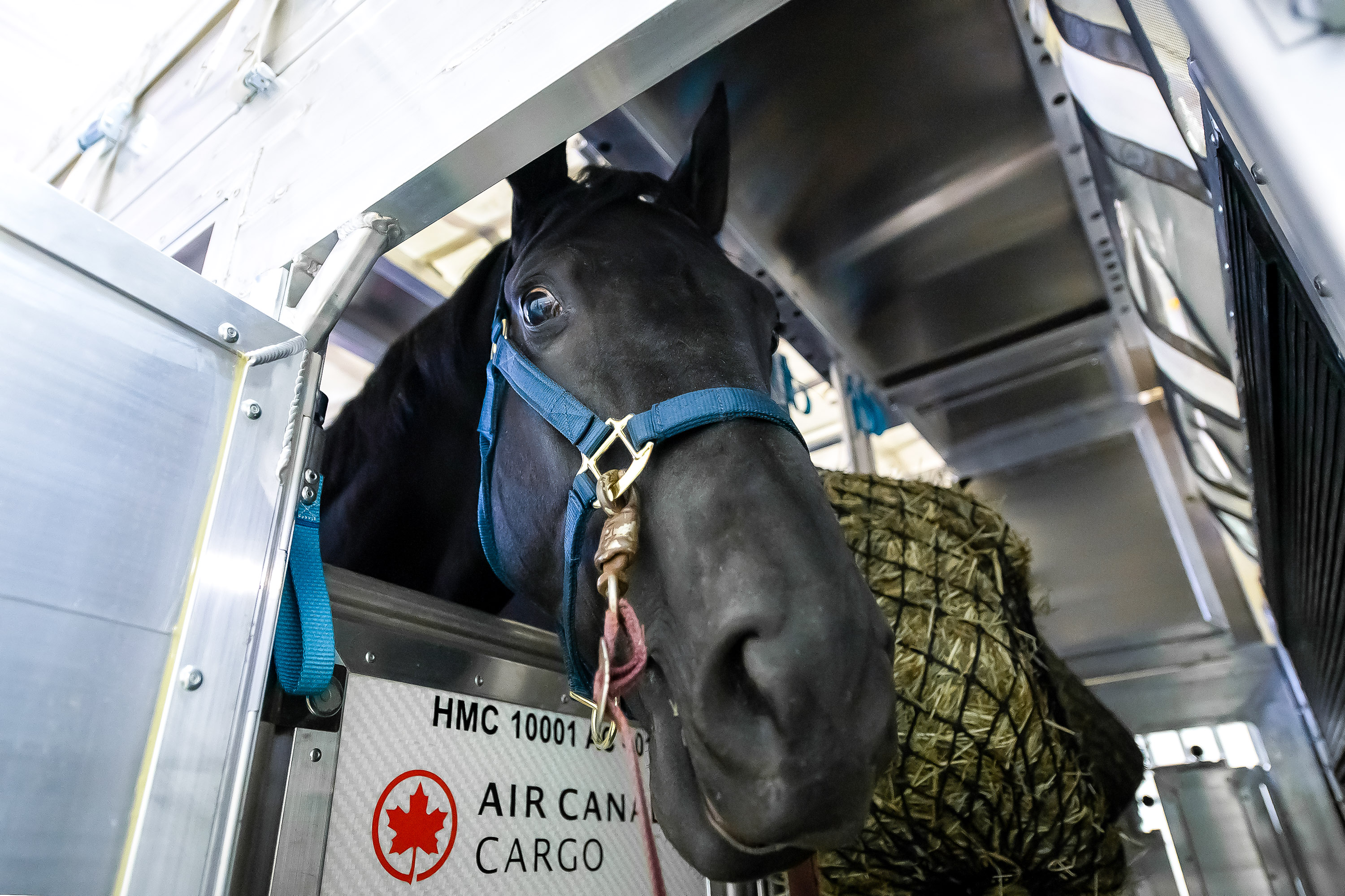 A Horse Fit for a King: Air Canada Cargo helps deliver RCMP’s Noble to ...