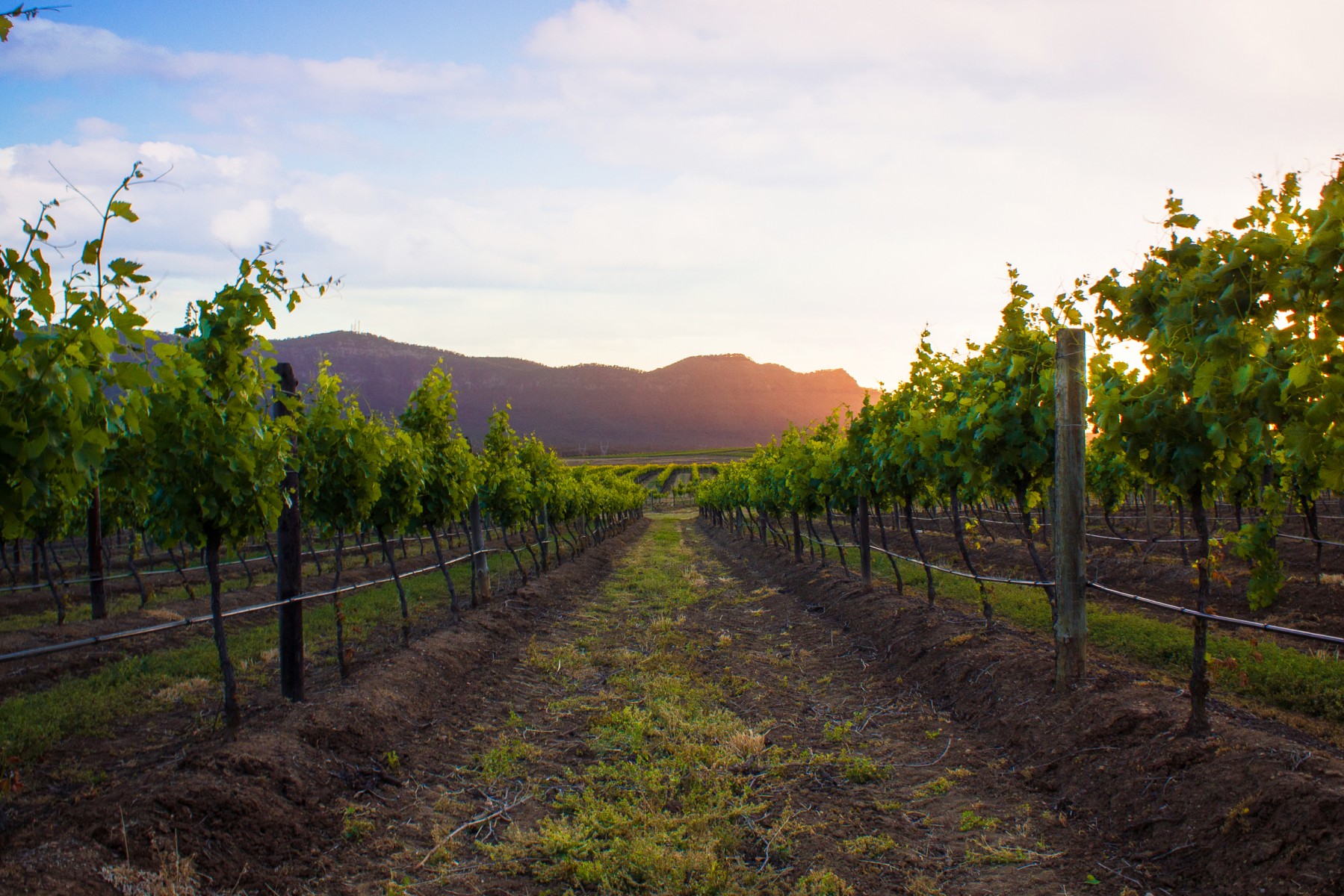 The Grape Escape: Top Wine Destinations for True Wine Lovers