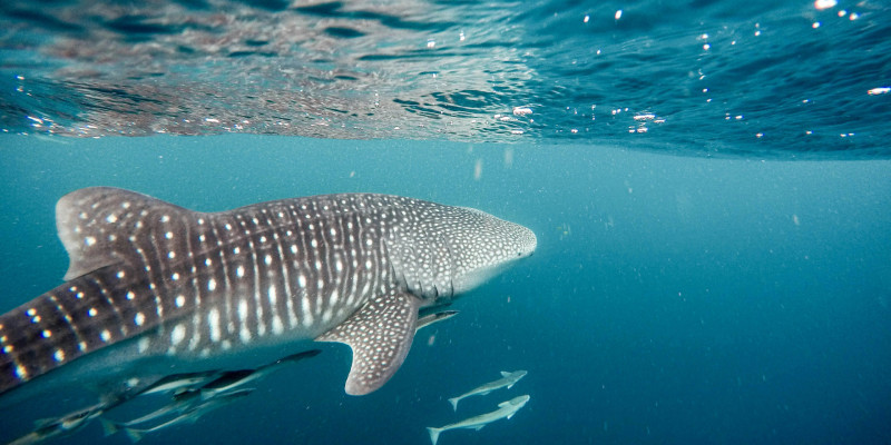 Avistamiento de tiburón ballena: una experiencia inolvidable en La Paz ...