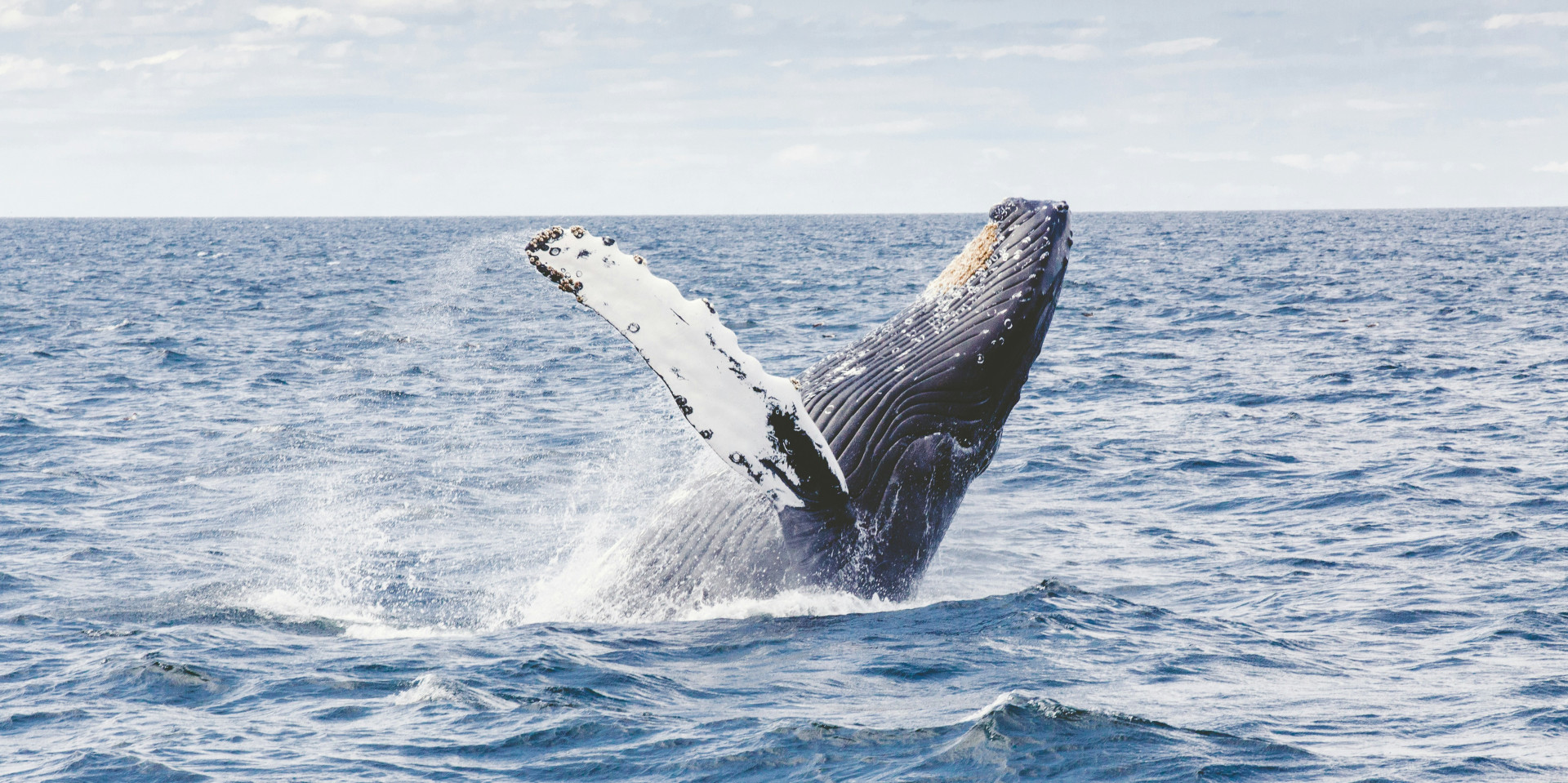 Tres destinos mexicanos para realizar avistamiento de ballenas