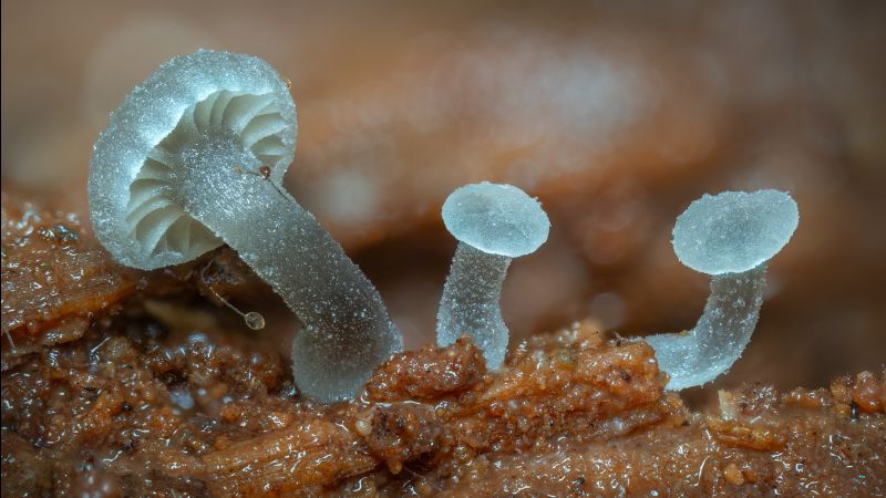 Species of mushroom “new to science” discovered at Burnham Beeches