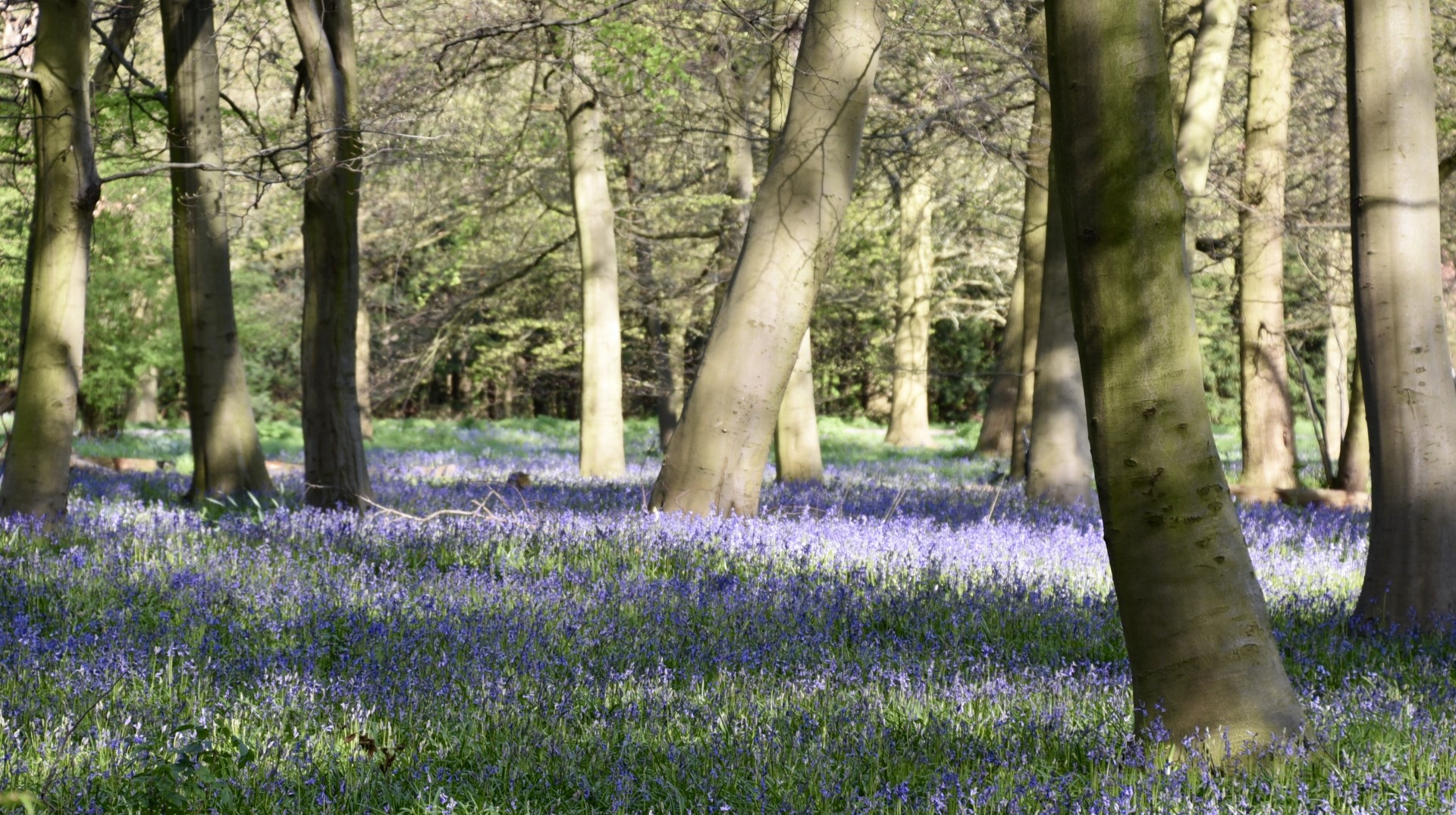 Visitors Asked Help Protect Epping Forest s Rare Bluebells Visitors Asked Help Protect Epping Forest s Rare Bluebells