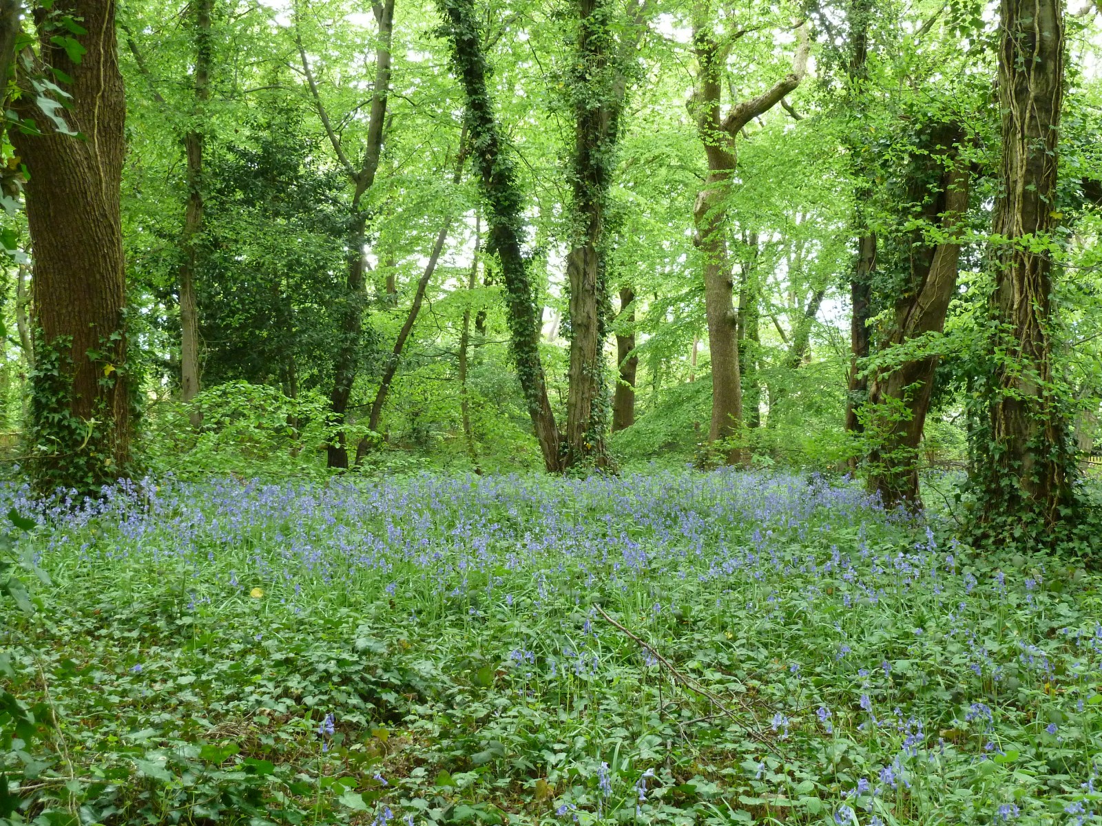 City Corporation backs Jubilee tree planting for The Queen’s Green Canopy
