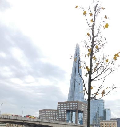 City Silver Lime tree planted in memory of Her Late Majesty The Queen