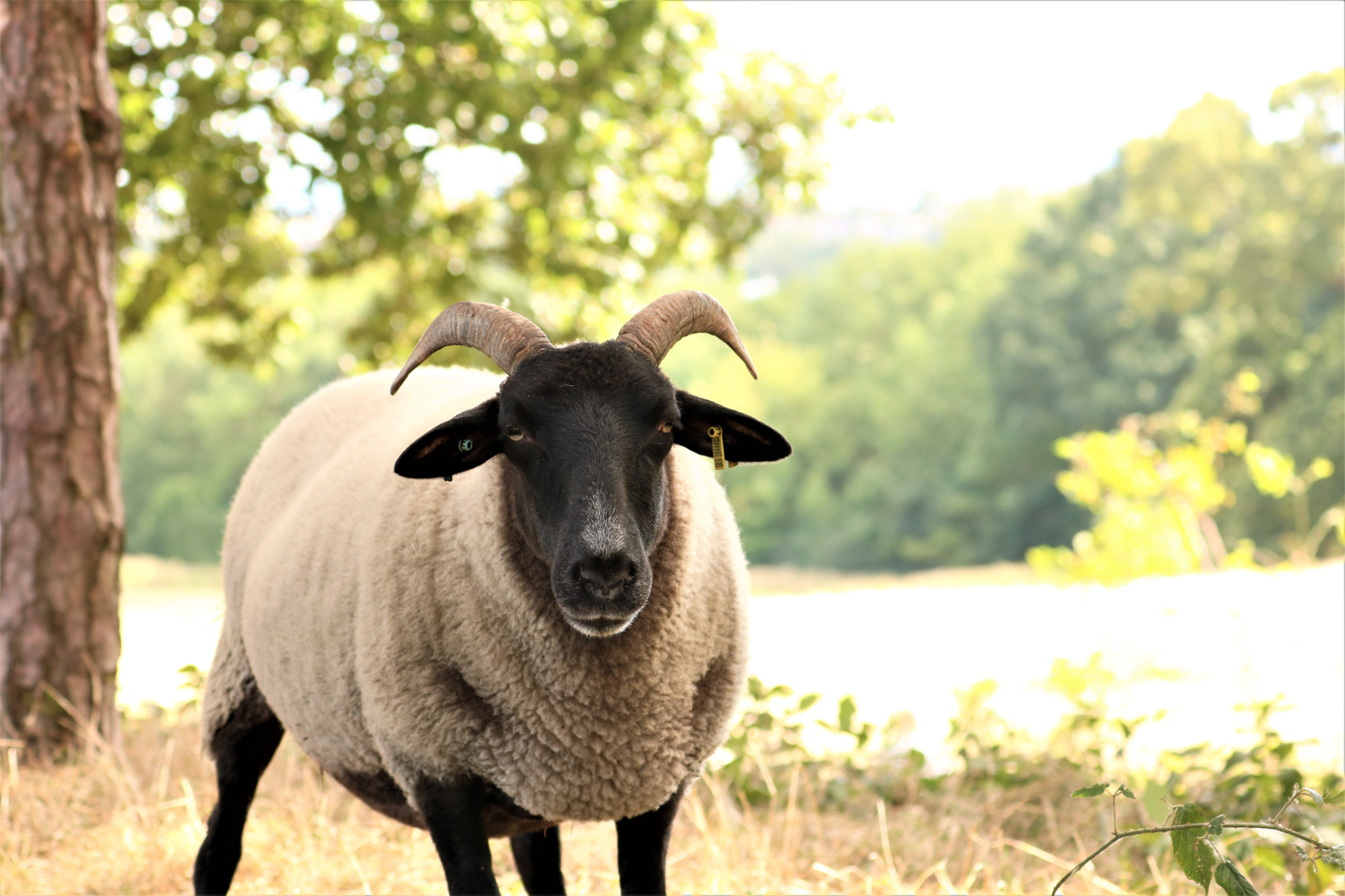 Sheep return to graze on Hampstead Heath