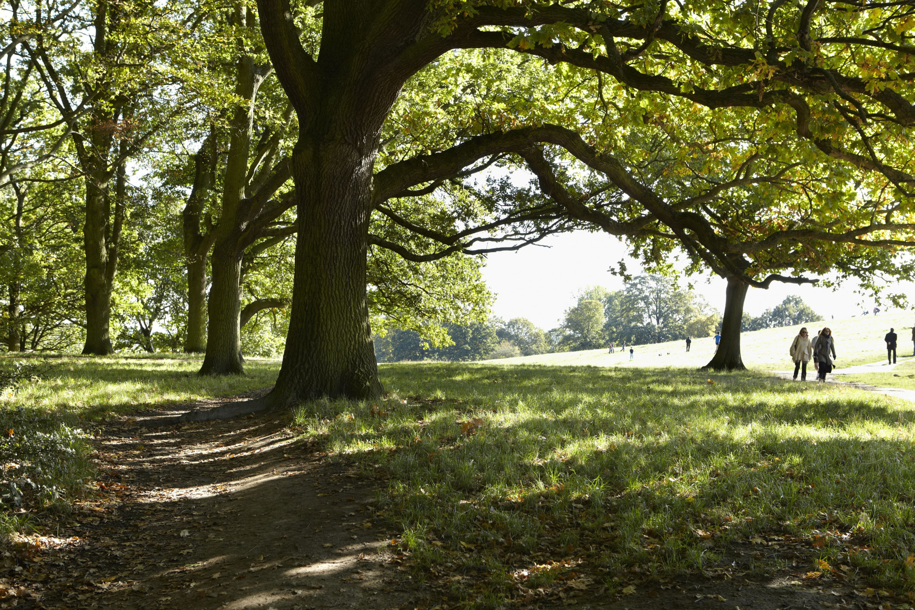New report: Hampstead Heath worth over a billion pounds to society